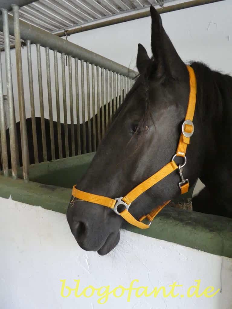 Toechterlehof_Pferd - Blogofant - Elefantisch gut!